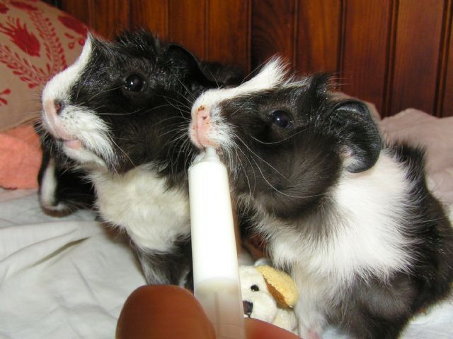 Móňo - Fotoalbum - Plemena morčat - Plemena morčat